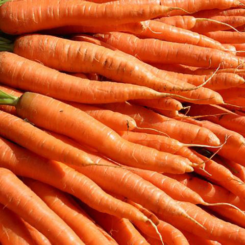 Private Label Carrot | In Bulk & Wholesale